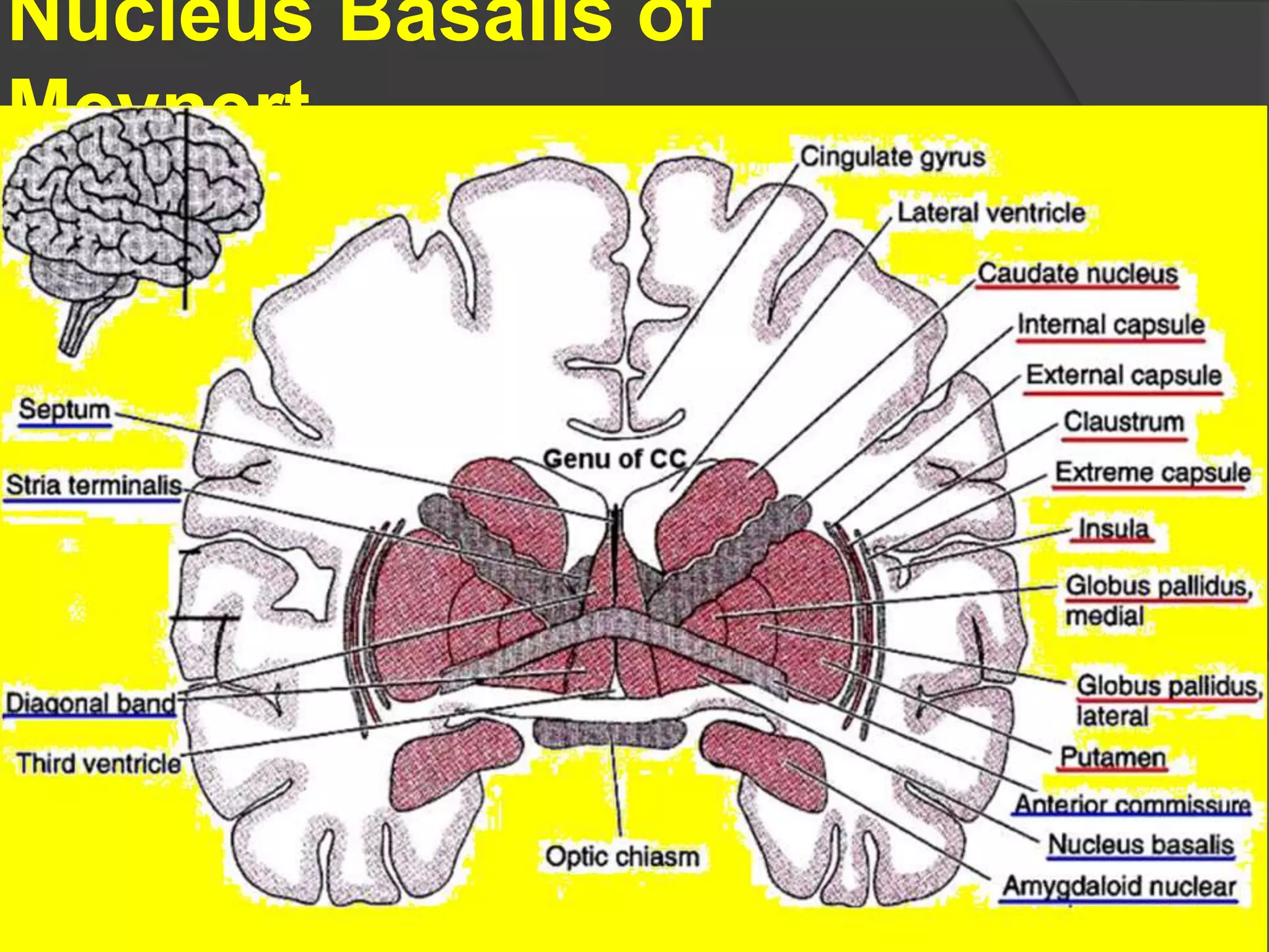 Basal Forebrain Components - Schizophrenia - Limbic Connections ...