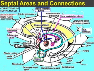 Basal Forebrain Components - Schizophrenia - Limbic Connections ...