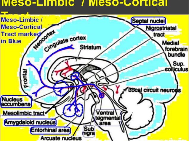 Basal Forebrain Components - Schizophrenia - Limbic Connections ...