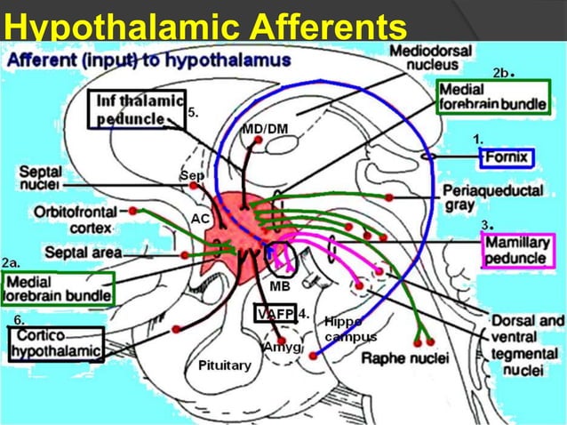 Basal Forebrain Components - Schizophrenia - Limbic Connections ...