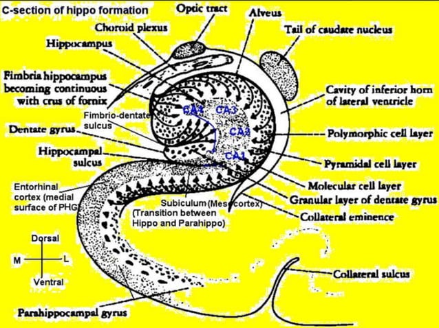Basal Forebrain Components - Schizophrenia - Limbic Connections ...