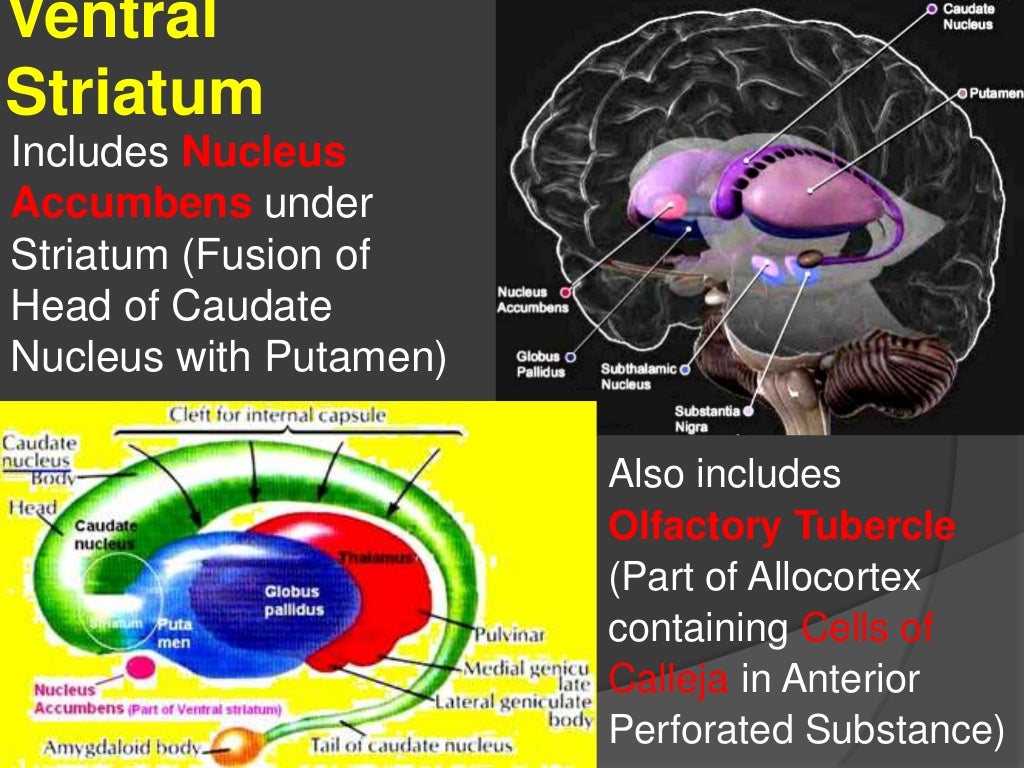 Basal Forebrain Components - Schizophrenia - Limbic Connections - San…