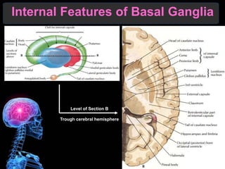 Basaaaaaaaaaaaaaaaaaaaaaaaaaaal gangli.ppt