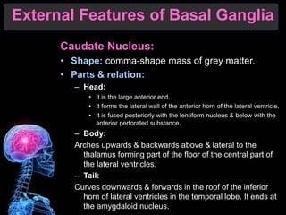 Basaaaaaaaaaaaaaaaaaaaaaaaaaaal gangli.ppt