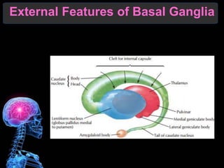 Basaaaaaaaaaaaaaaaaaaaaaaaaaaal gangli.ppt