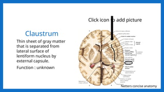 basal ganglia-1 neurology critical usg.pptx