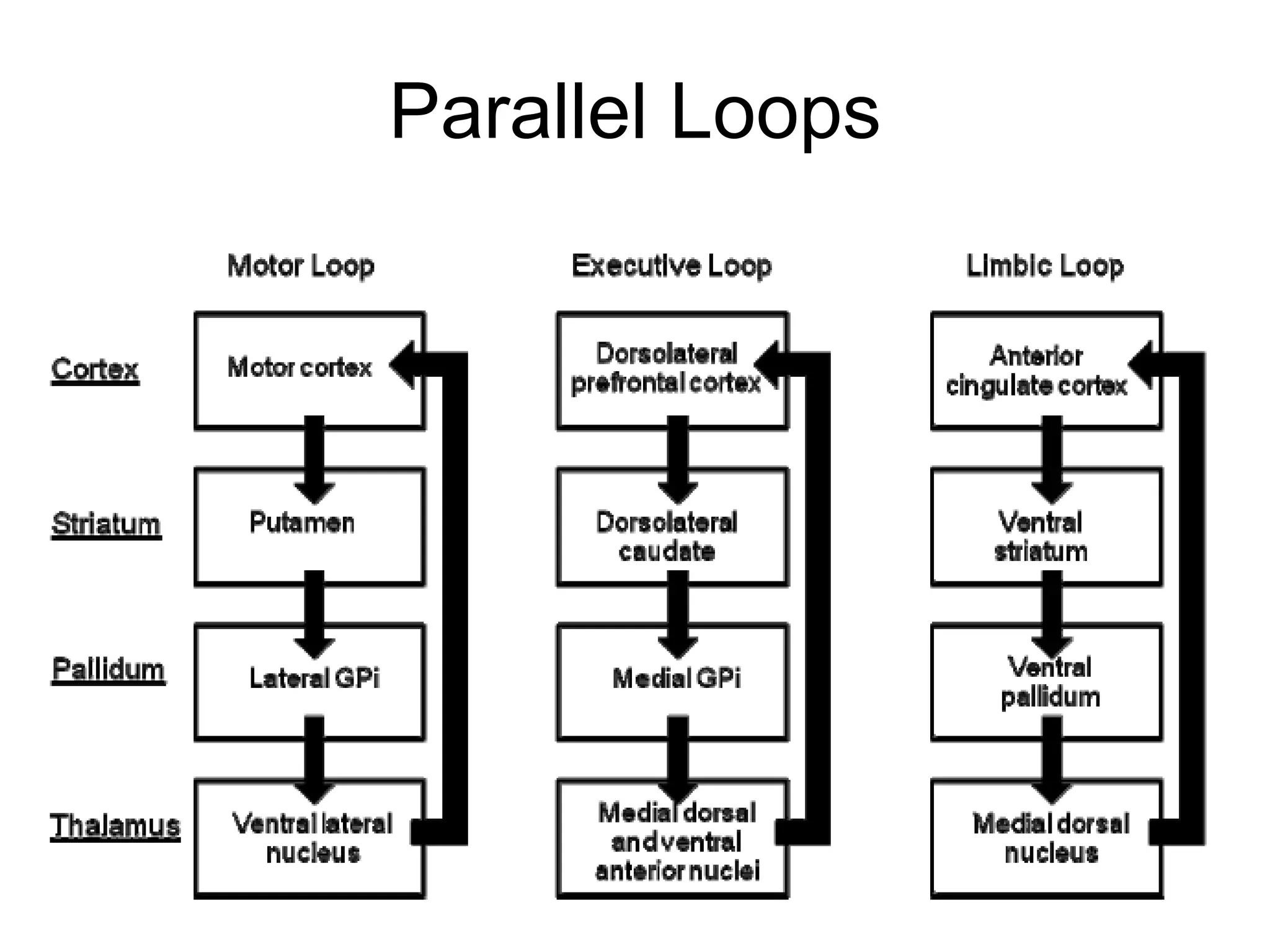 Basal ganglia 101 | PPT