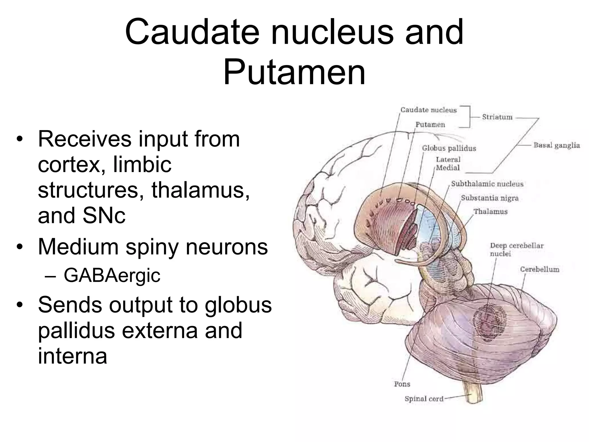 Basal ganglia 101 | PPT
