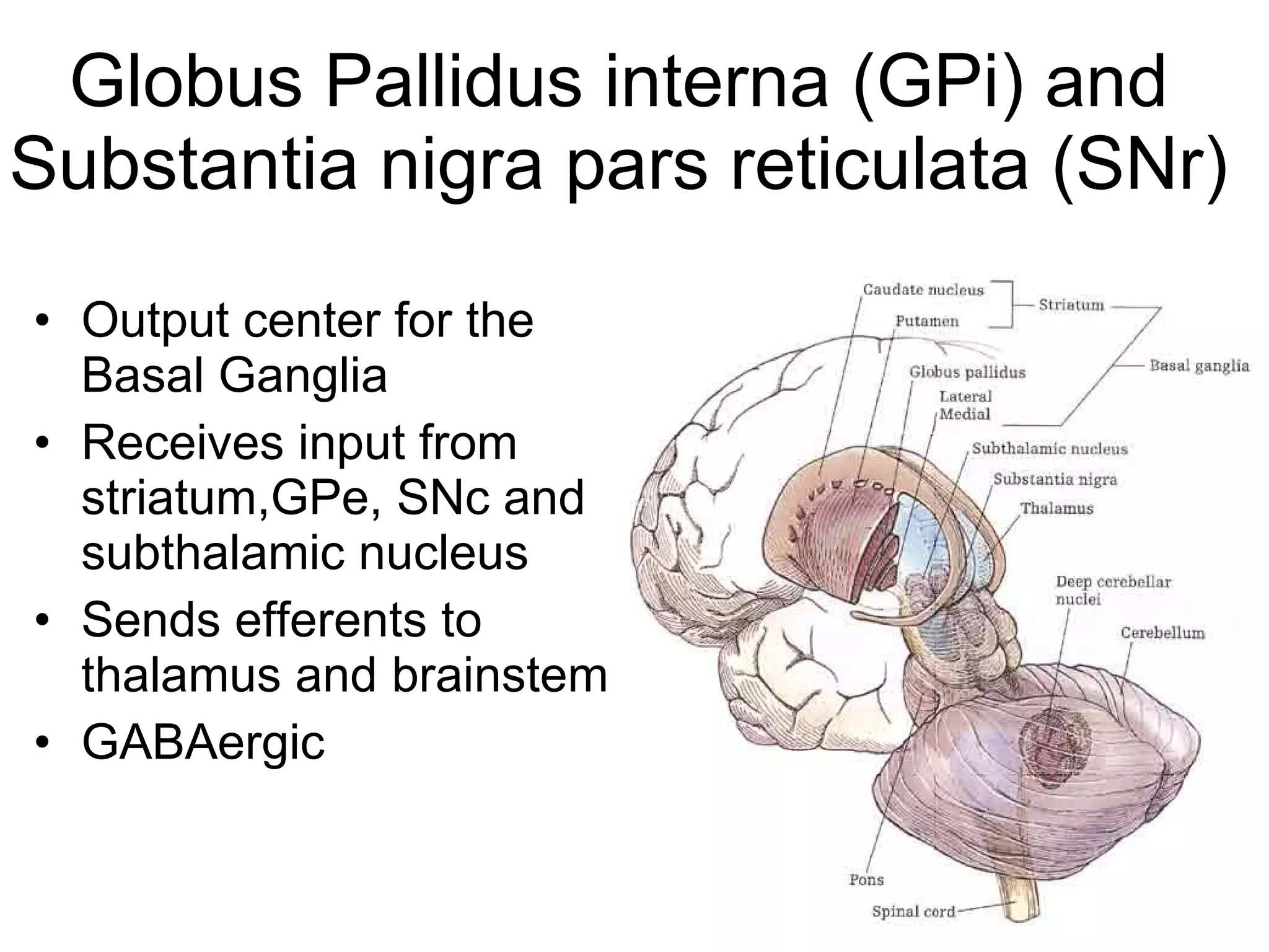 Basal ganglia 101 | PPT