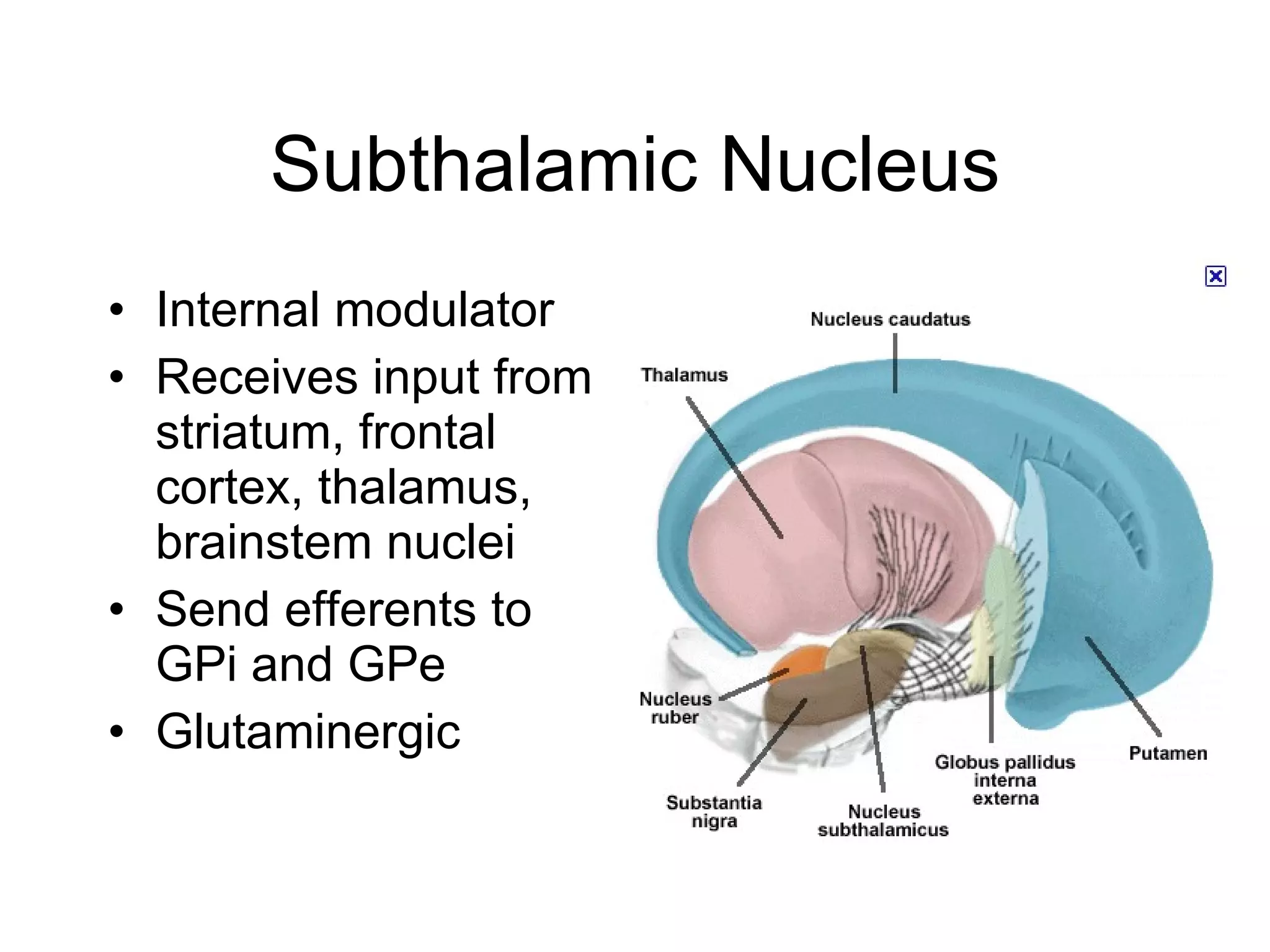 Basal ganglia 101 | PPT
