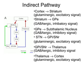 Basal ganglia 101 | PPT