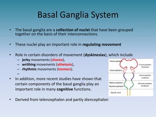 Basal Ganglia Anatomy Ppt