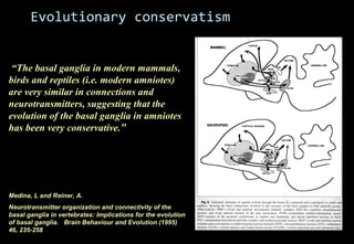 Basal ganglia - Anatomy, Neurochemistry, Connections, Disorders | PPT