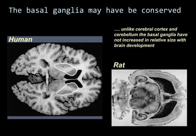 Basal ganglia - Anatomy, Neurochemistry, Connections, Disorders | PPT
