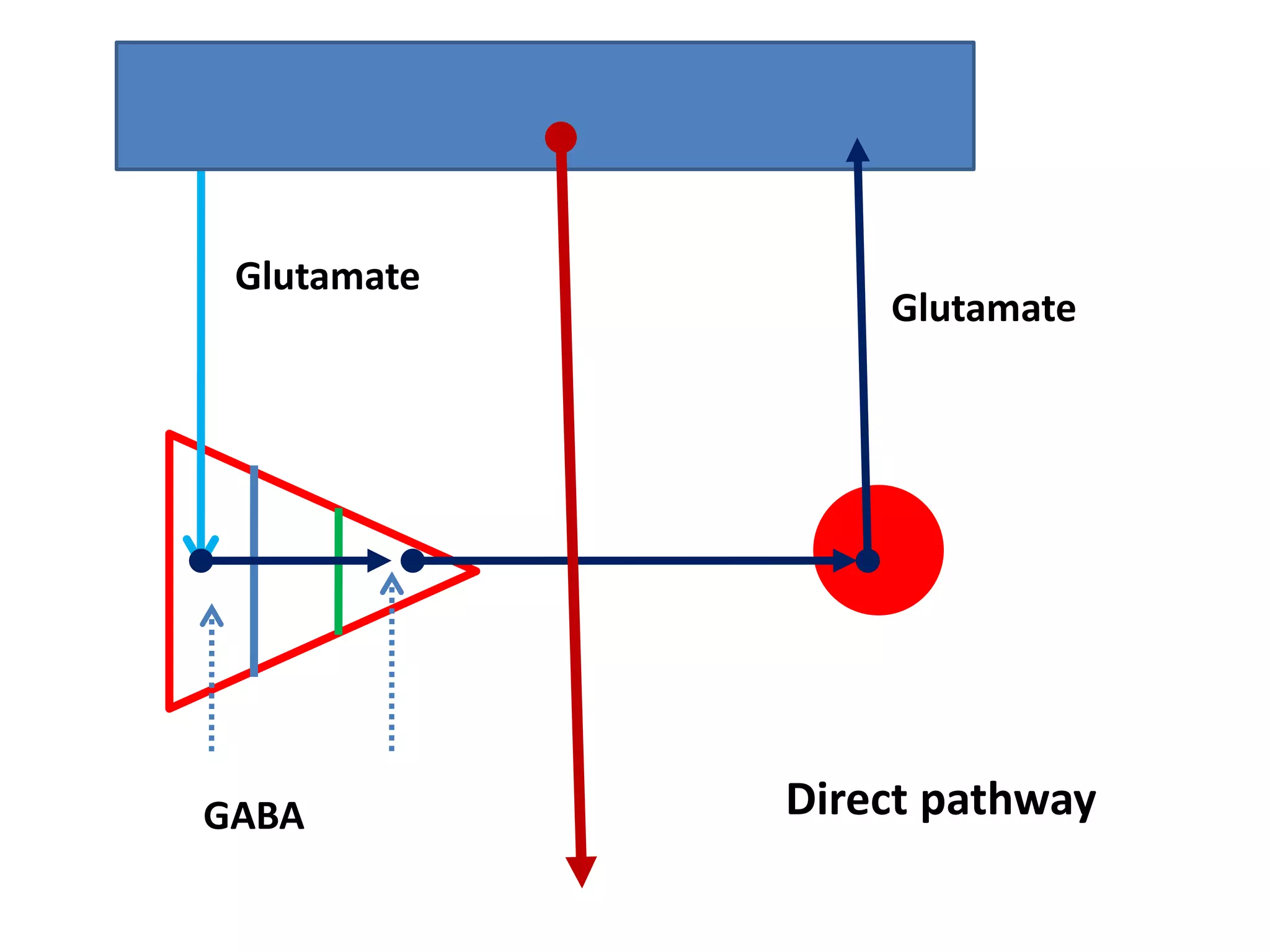 Anatomy of Basal ganglia | PPTX