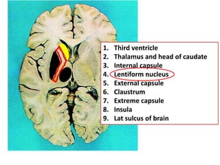 Anatomy of Basal ganglia | PPTX