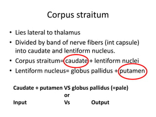 Anatomy of Basal ganglia | PPTX