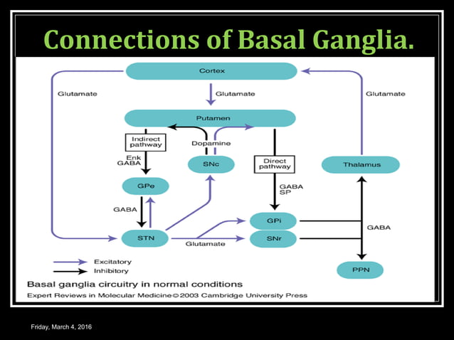 Basal ganglia | PPT | Brain and Nervous System Disorders | Diseases and ...