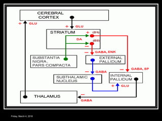 Basal Ganglia Circuit Direct Indirect