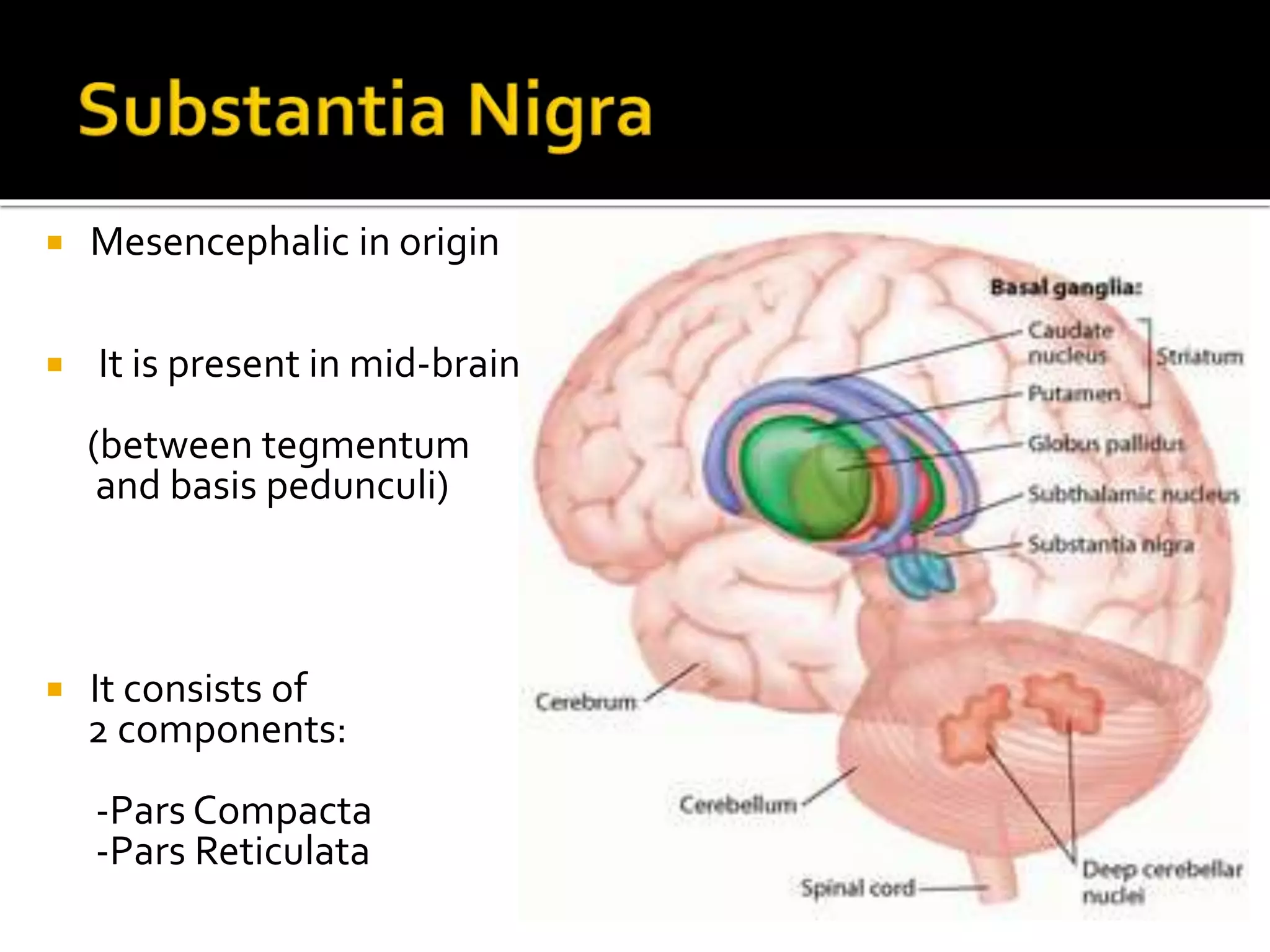 NEURO-ANATOMY OF BASAL GANGLIA AND ITS CLINICAL IMPLICATIONS | PPTX
