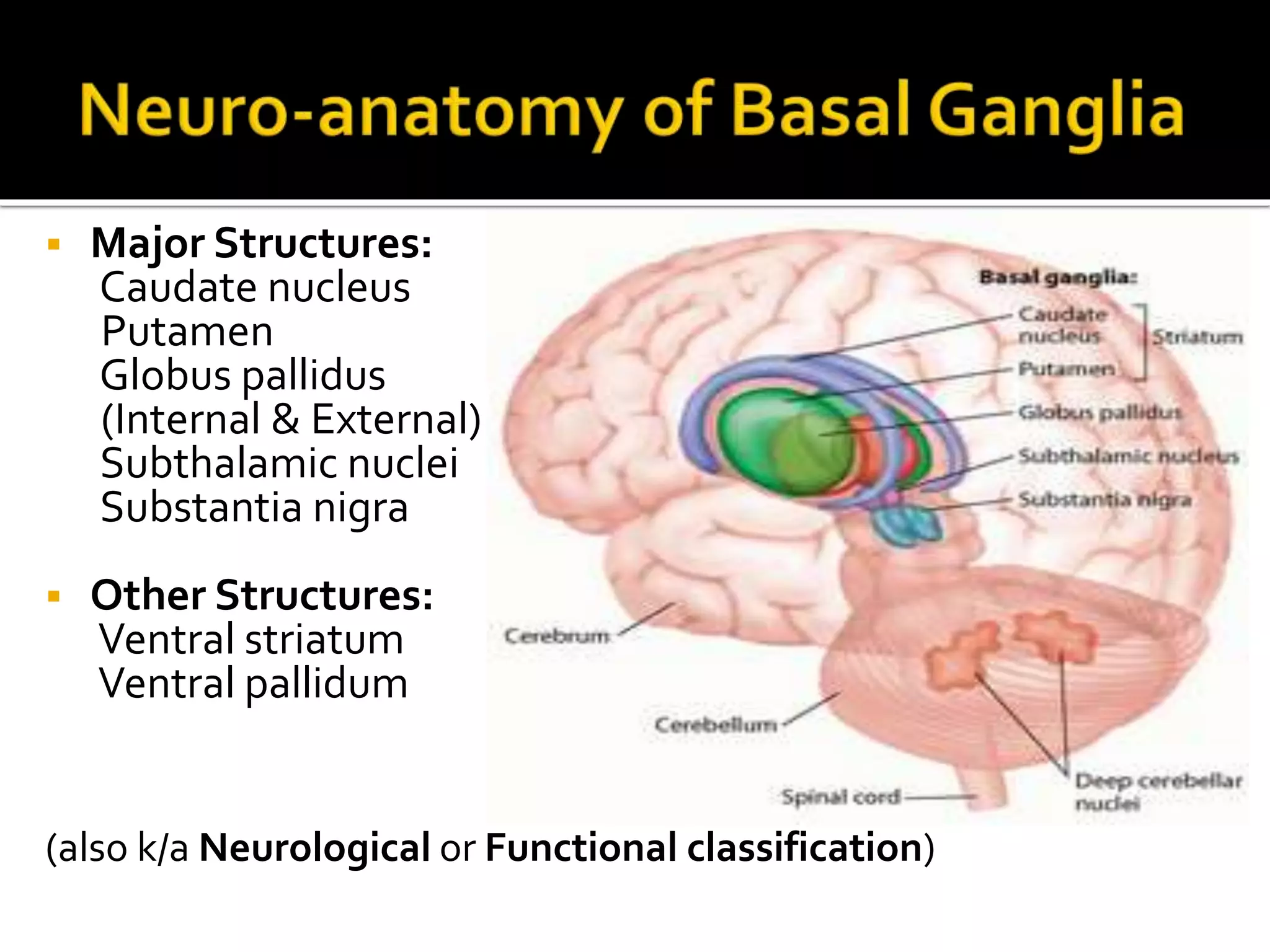 NEURO-ANATOMY OF BASAL GANGLIA AND ITS CLINICAL IMPLICATIONS | PPTX
