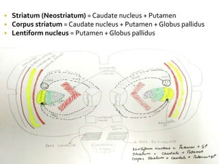 NEURO-ANATOMY OF BASAL GANGLIA AND ITS CLINICAL IMPLICATIONS | PPTX