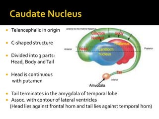 NEURO-ANATOMY OF BASAL GANGLIA AND ITS CLINICAL IMPLICATIONS | PPTX