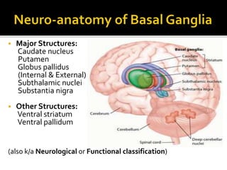 Ventral Striatum Anatomy
