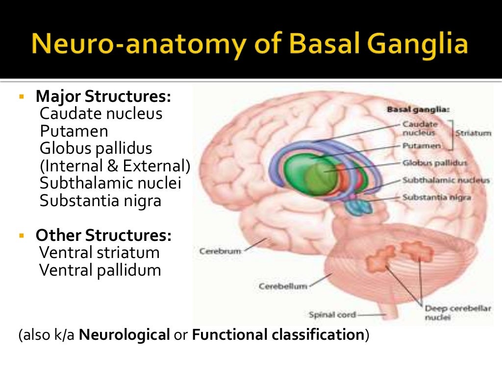 NEURO-ANATOMY OF BASAL GANGLIA AND ITS CLINICAL IMPLICATIONS
