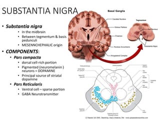 Basal ganglia | PPTX