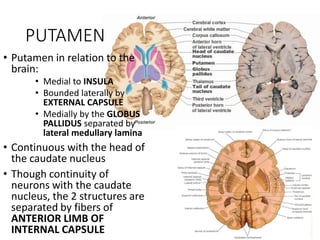 Basal ganglia | PPTX