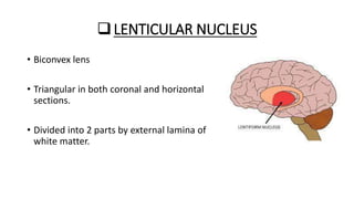 basal ganglia-2.pptx