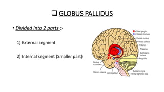 basal ganglia-2.pptx