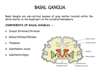 Basal Ganglia Anatomy Ppt