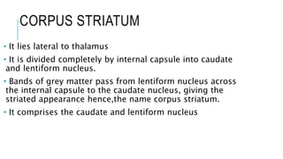 Basal ganglia | PPT