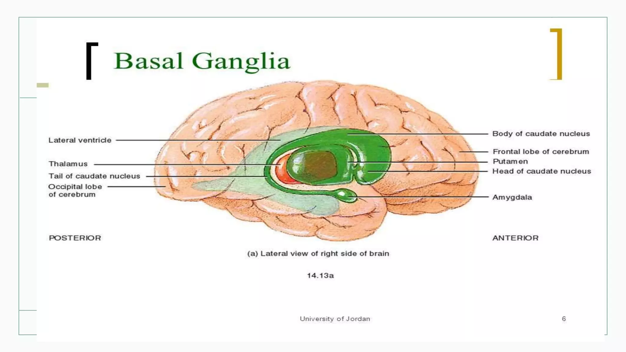 BASAL GANGLIA.pptx