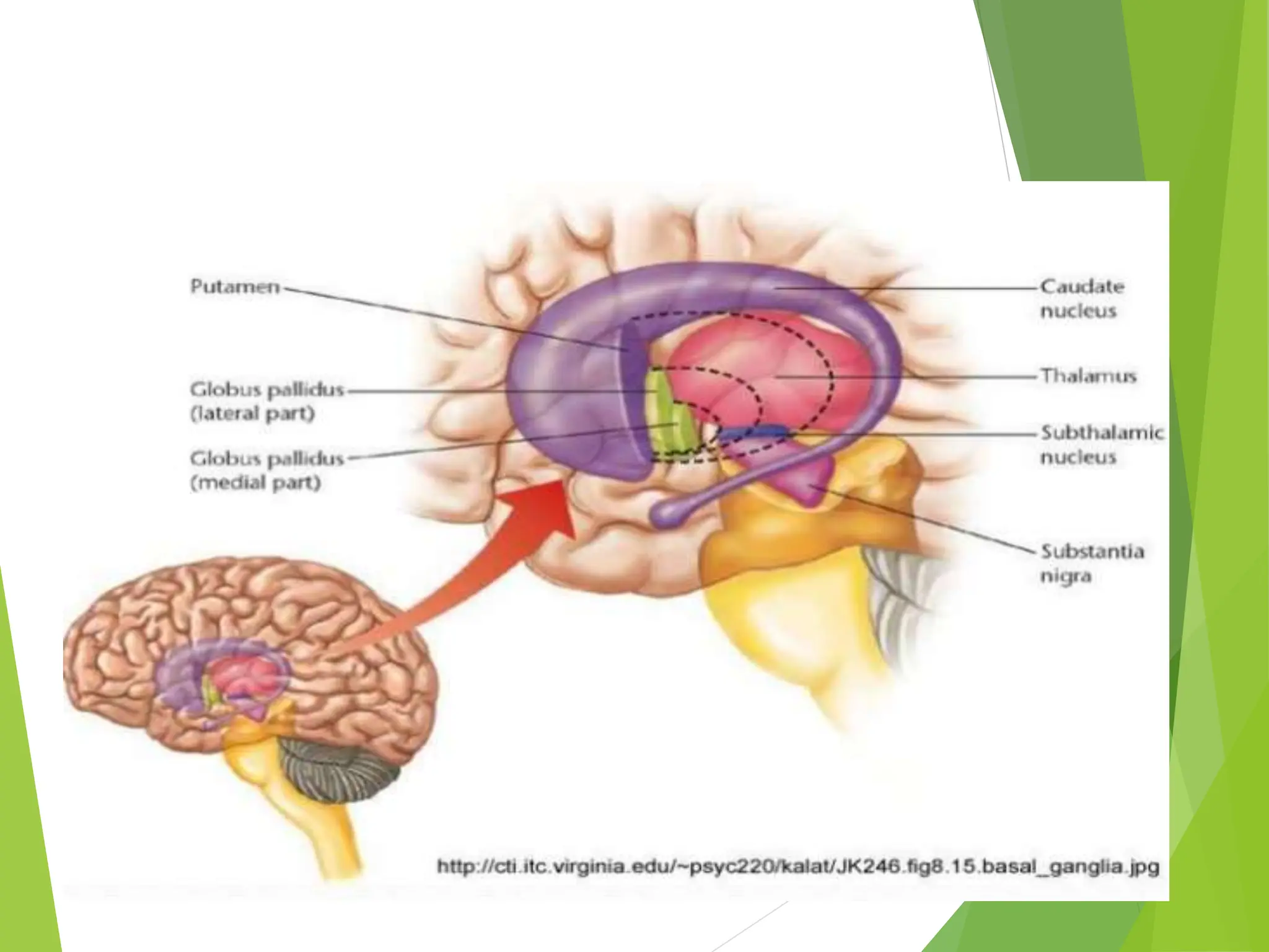 basal ganglia.ppt | Brain and Nervous System Disorders | Diseases and Conditions