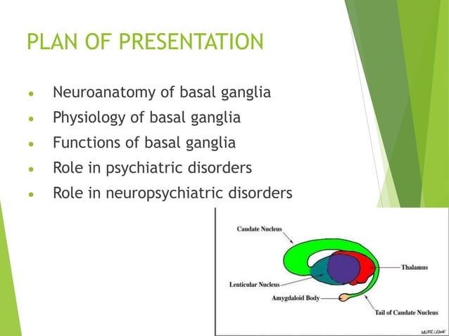 basal ganglia.ppt | Brain and Nervous System Disorders | Diseases and Conditions