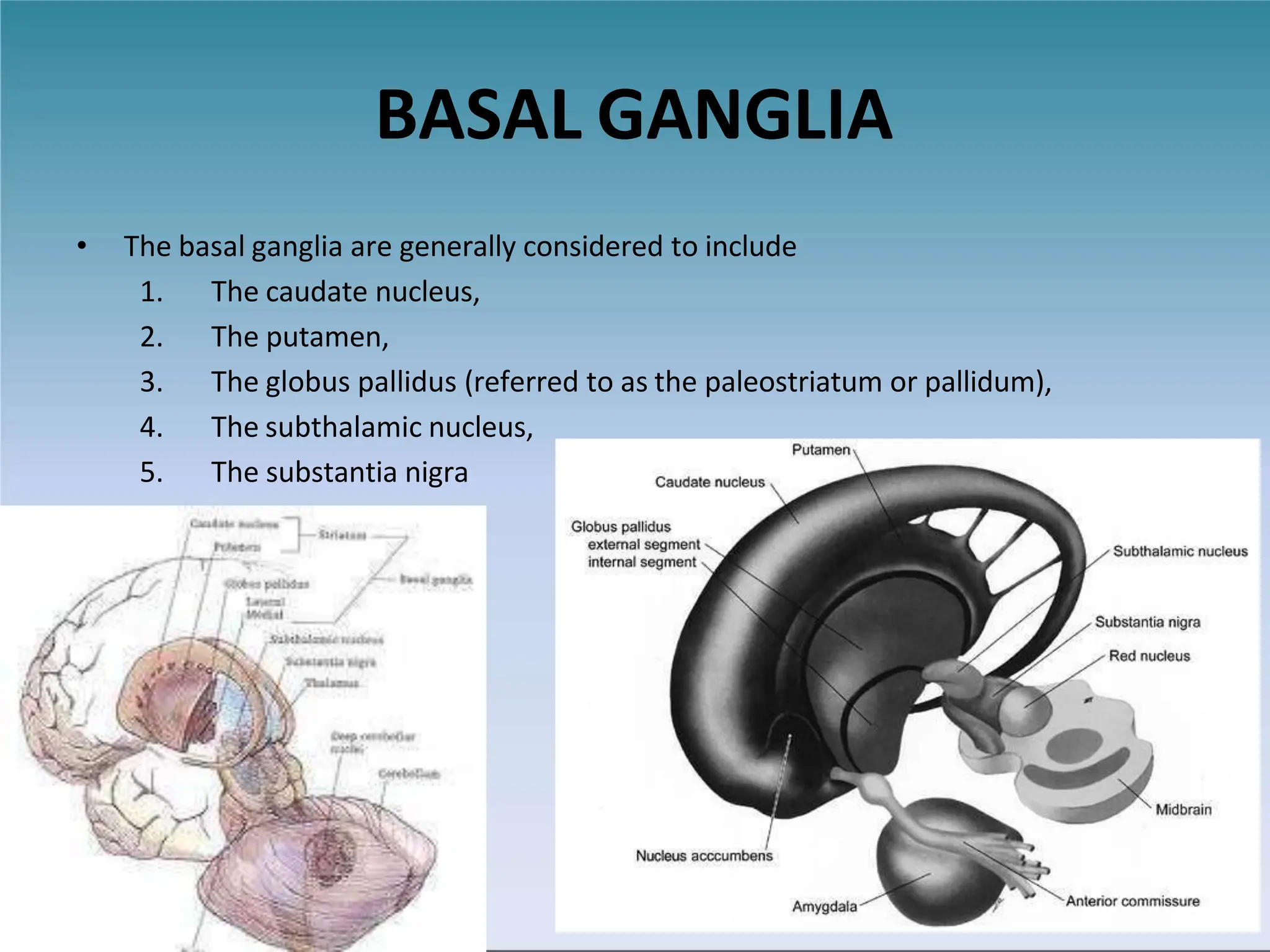 basal ganglia.pptx