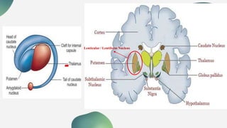 Basal ganglia , Introduction, Anatomy - Components connections pathway ...