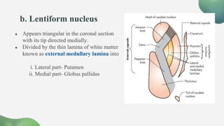 Basal ganglia , Introduction, Anatomy - Components connections pathway ...