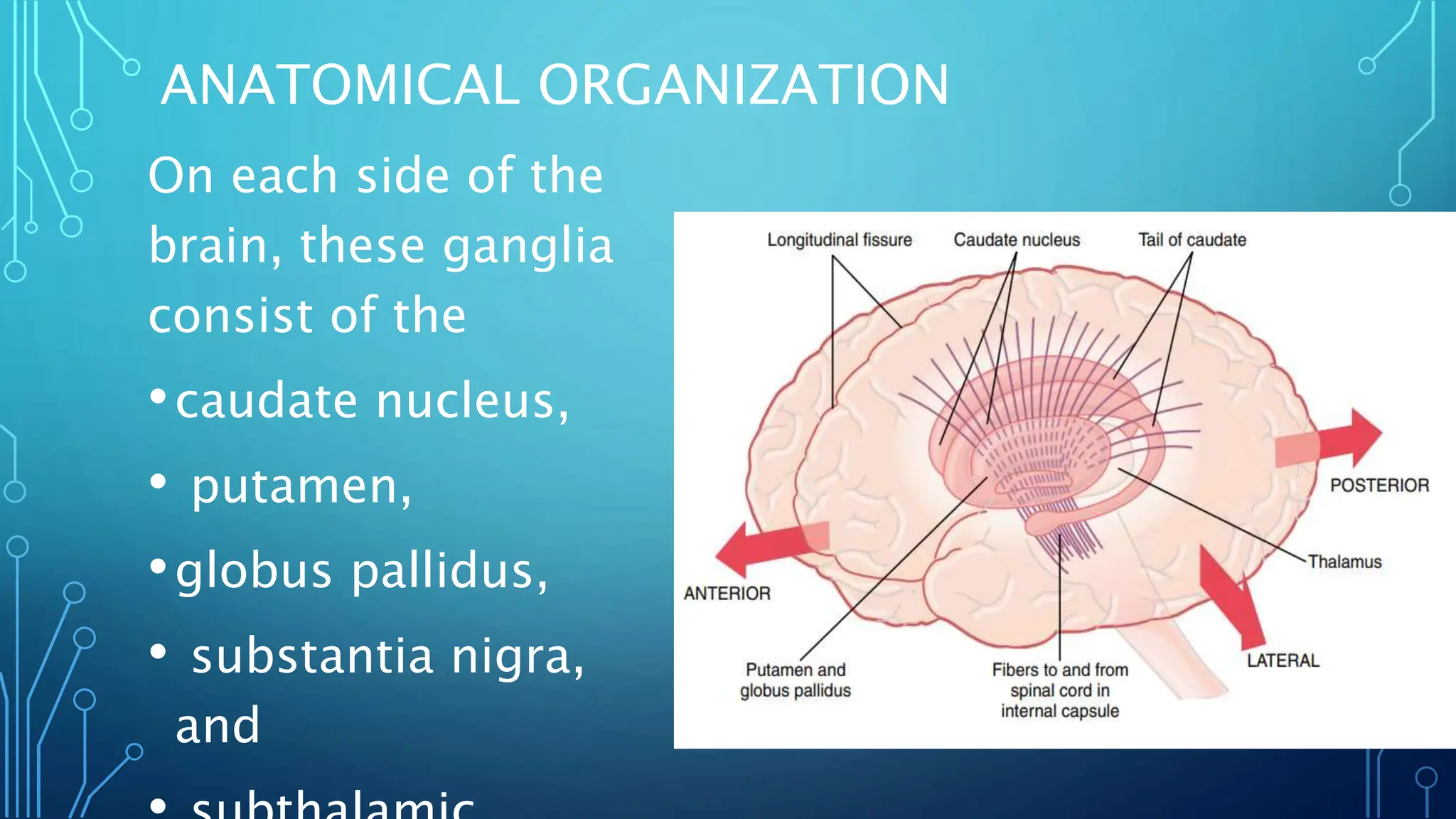 Introduction of Basal ganglia for the Students of Medical fraternity.pptx
