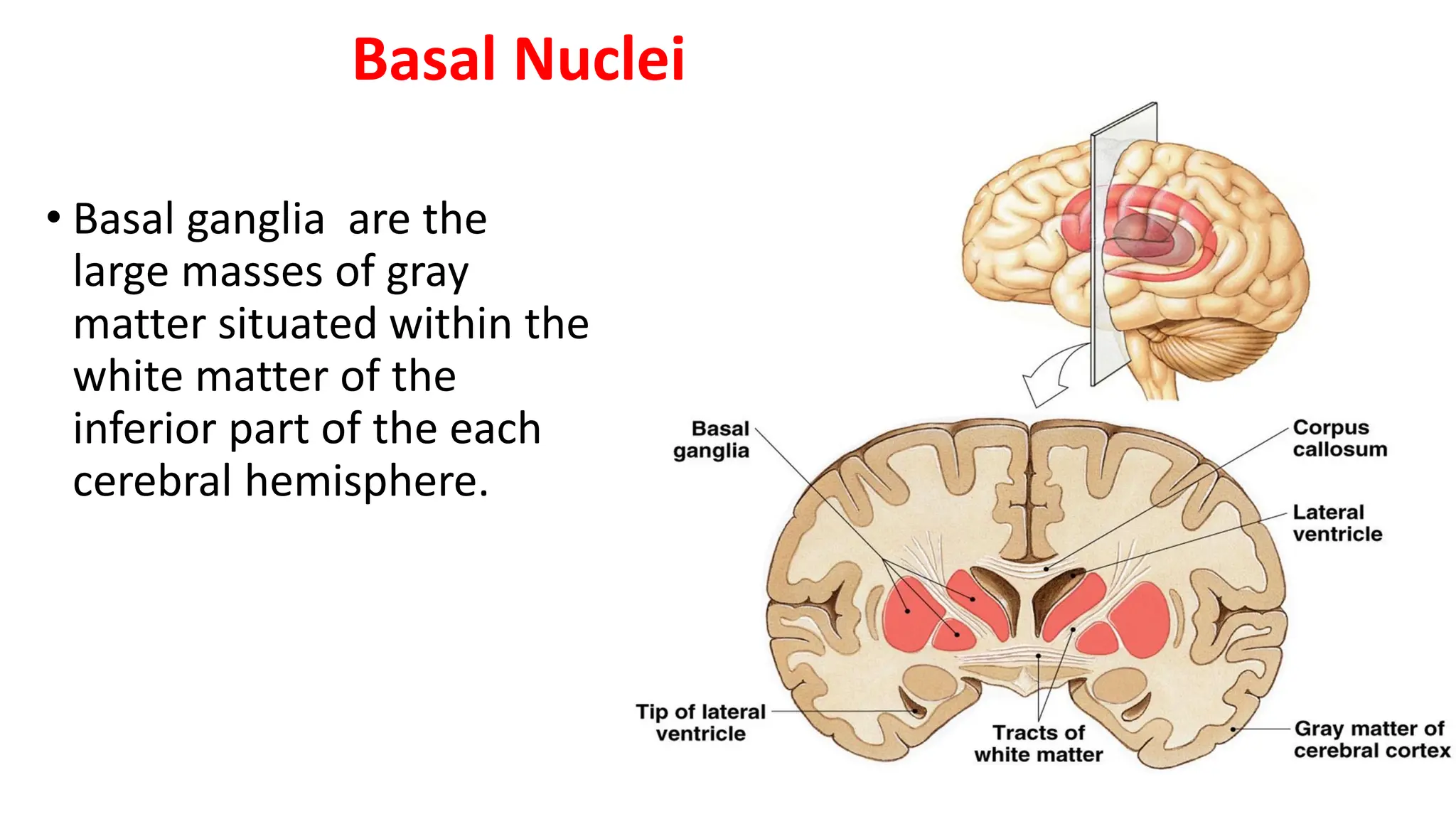 Basal Ganglia.pdf.............................. | PPT