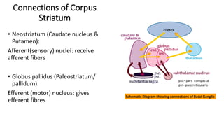 Basal Ganglia.pdf.............................. | PPT