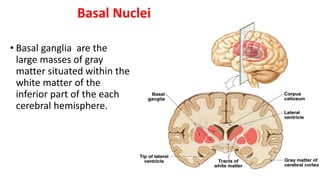 Basal Ganglia.pdf.............................. | PPT