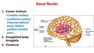Basal Ganglia.pdf.............................. | PDF