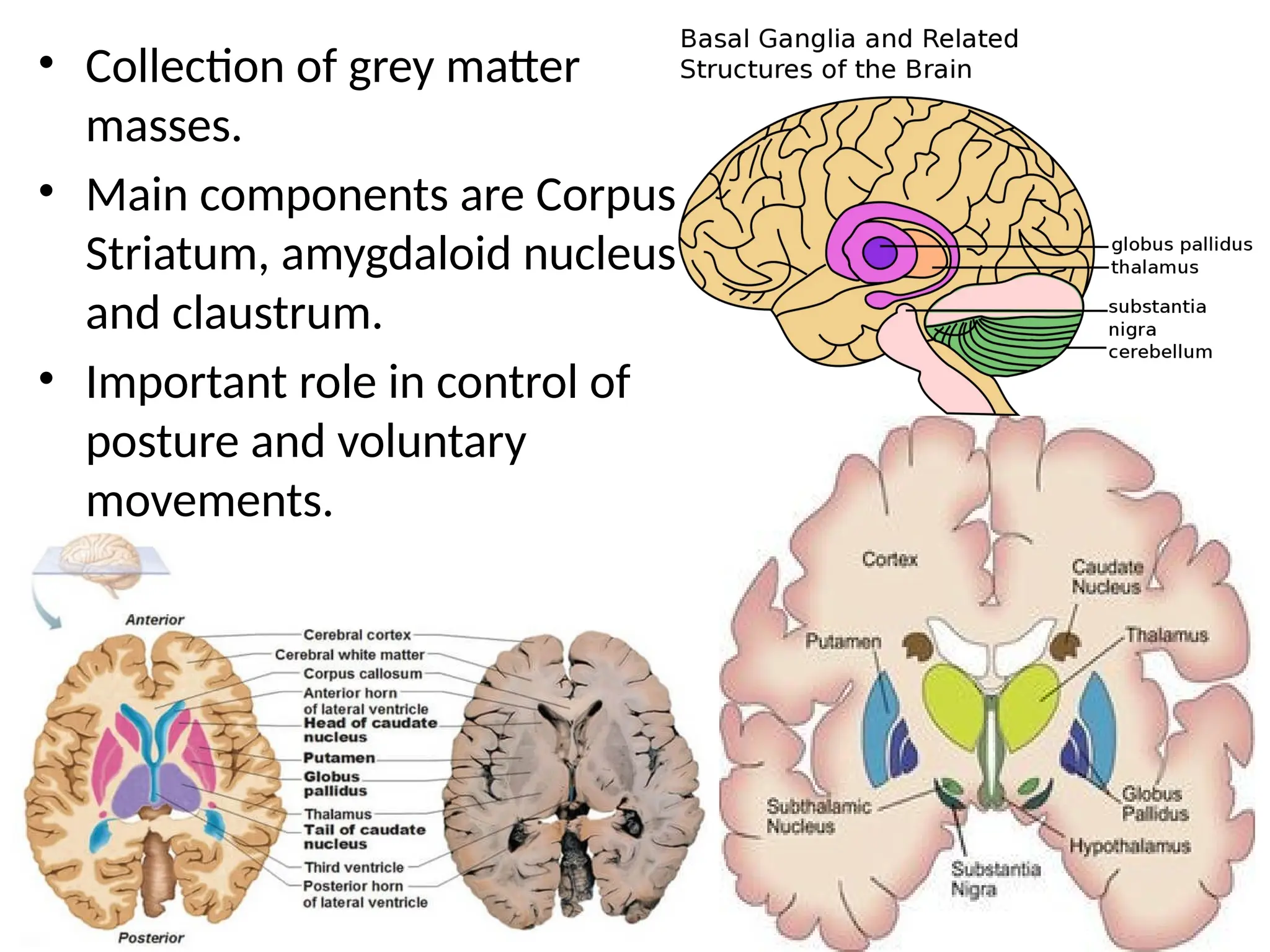 NEURO- ANATOMY OF BASAL GANGLIA- Basic Structure Part I.pptx