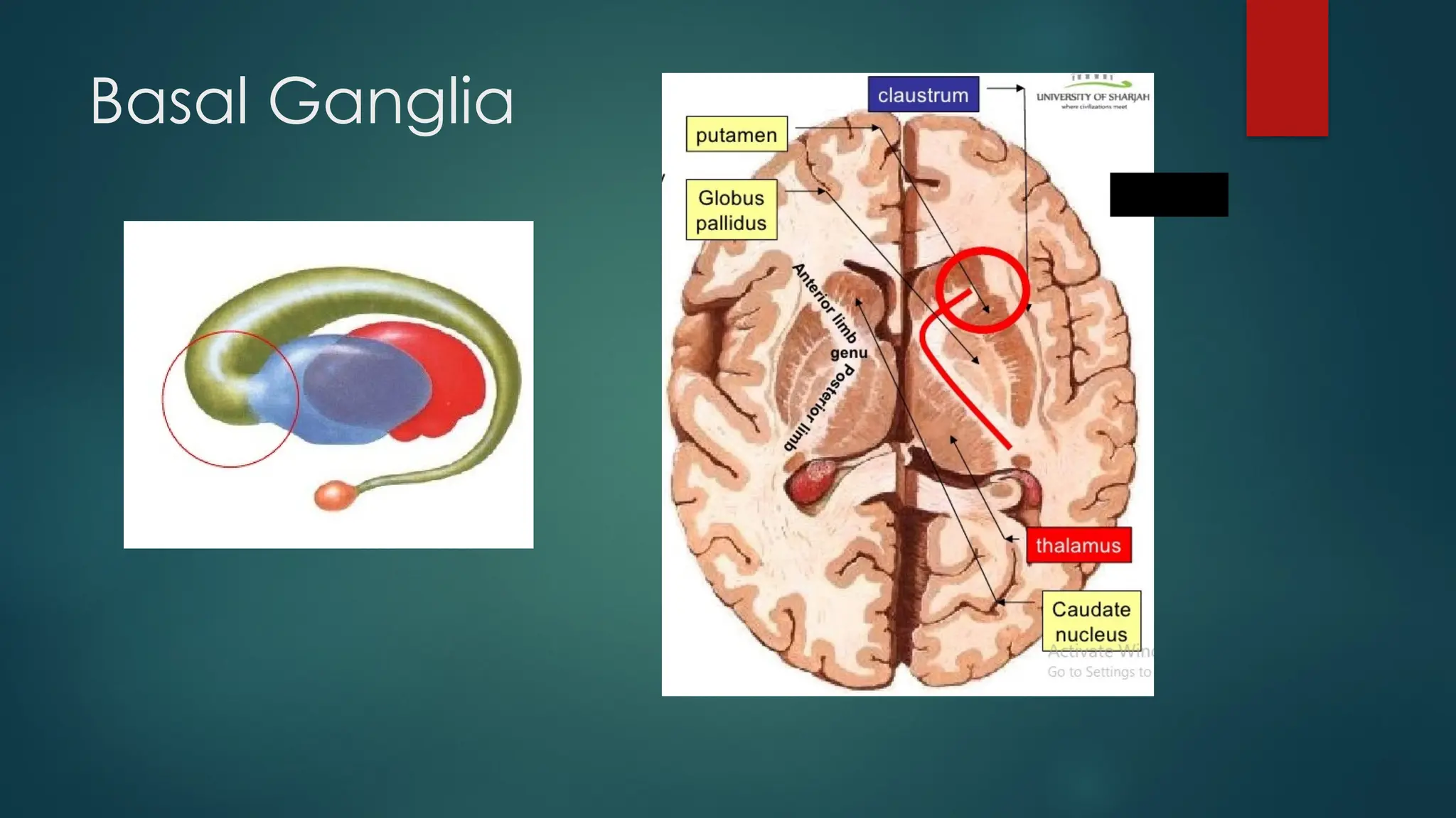 Basal Ganglia neurology usg critical .pptx