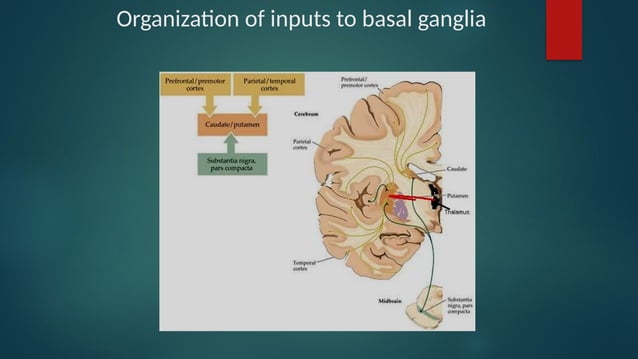 Basal Ganglia neurology usg critical .pptx