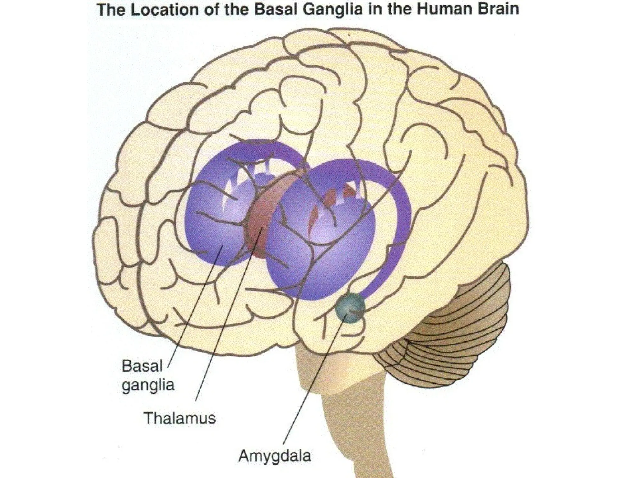 BASAL GANGLIA, their Functions and Connections pptx | PPTX